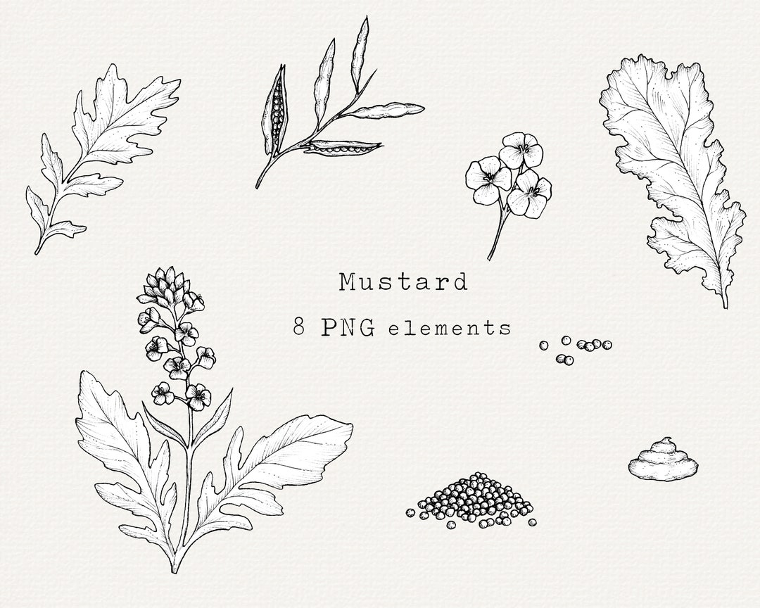 Mustard PNG Clip Art Bundle, Hand Drawn Illustration, Mustard Plant ...
