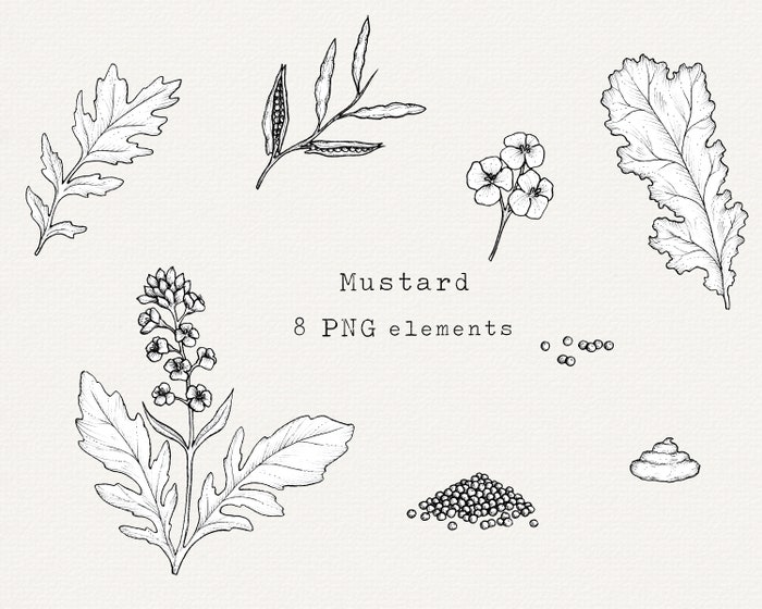 Mustard Seed Logo Svg - Etsy