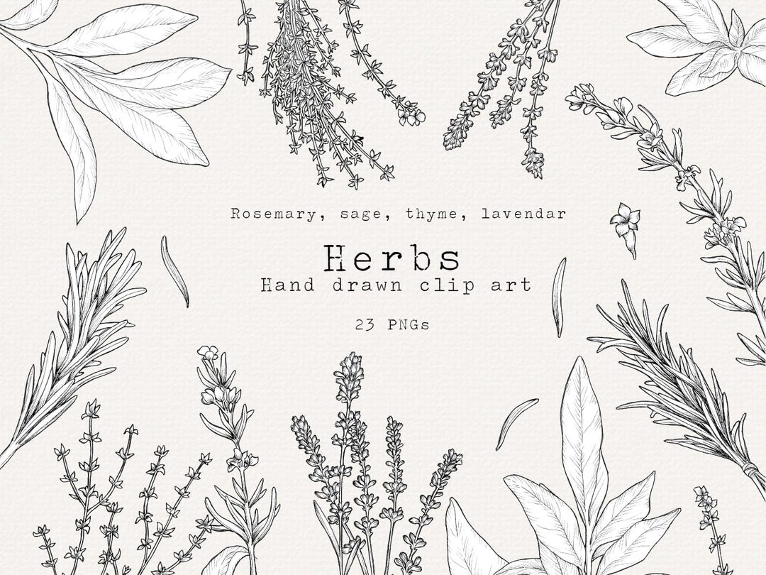 Herb Clip Art, Botanical Line Art, Sage, Rosemary, Thyme, Lavender (PNG ...
