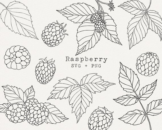 Raspberry SVG for Commercial Use Hand Drawn Raspberry Vector | Etsy