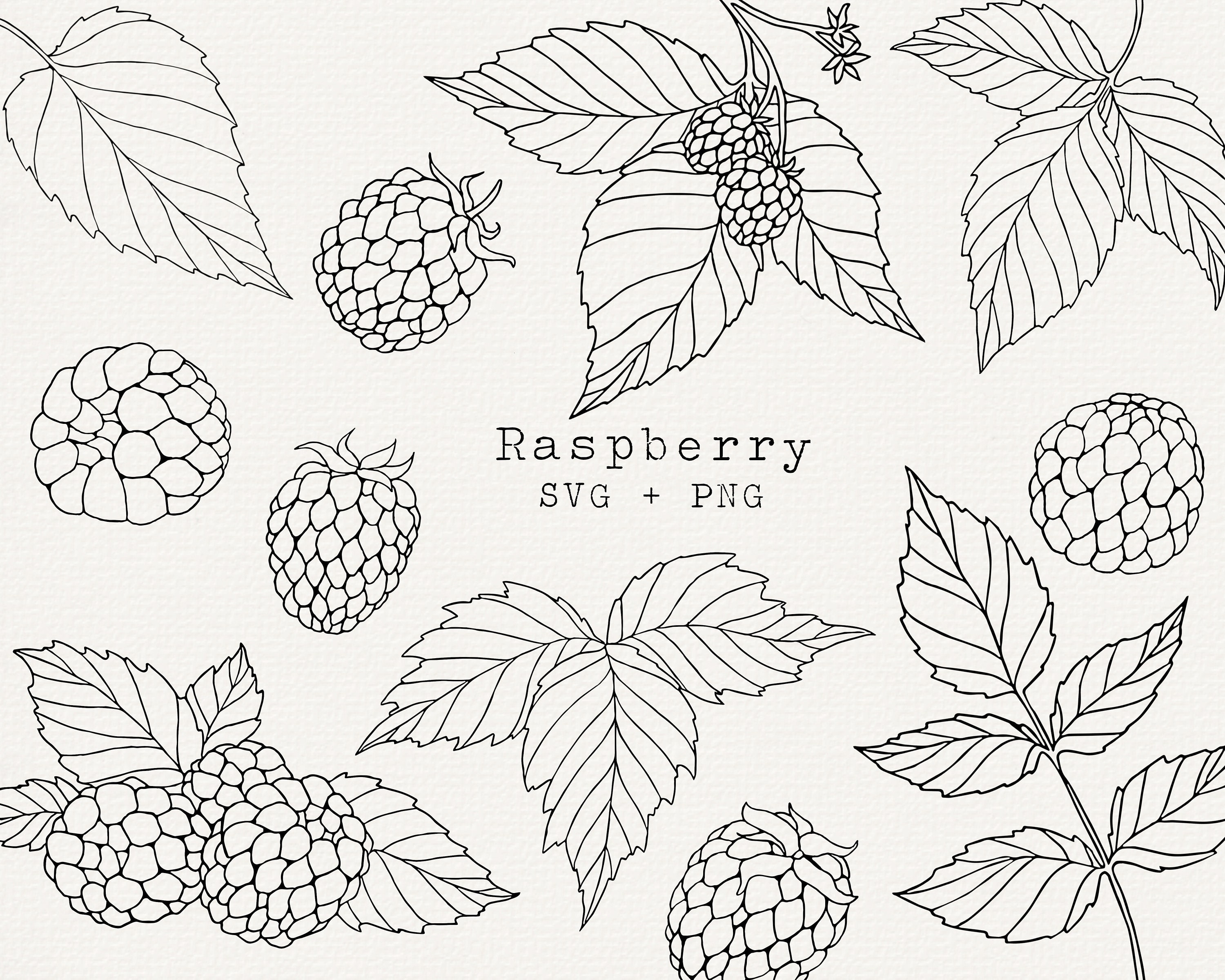Raspberry SVG for Commercial Use Hand Drawn Raspberry Vector - Etsy ...