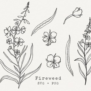Fireweed SVG, Fireweed Herb Clip Art, Herbal Remedies Line Art, Wild ...