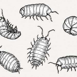 Isopods Millipedes Centipedes Clipart, Bug Illustration, Insect ...