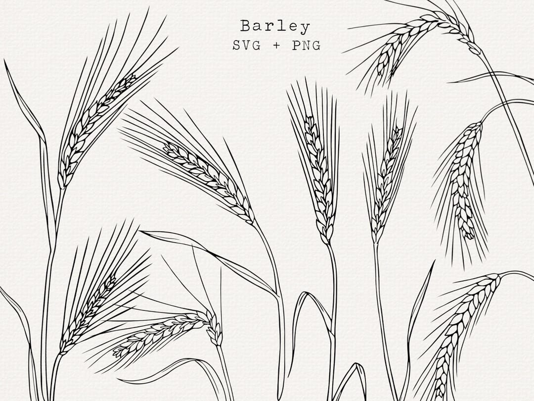 Barley SVG, Hand-drawn Barley Vector Clip Art, Simple Outline Drawing ...