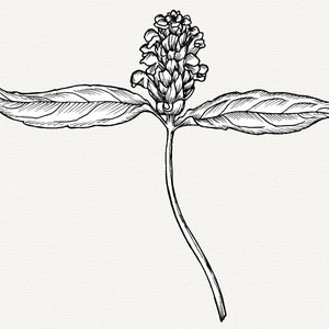 Self-heal, Heal-all Flower PNG Clip Art, Hand Drawn Medicinal Plant ...