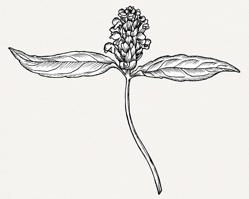 Self-heal, Heal-all Flower PNG Clip Art, Hand Drawn Medicinal Plant ...