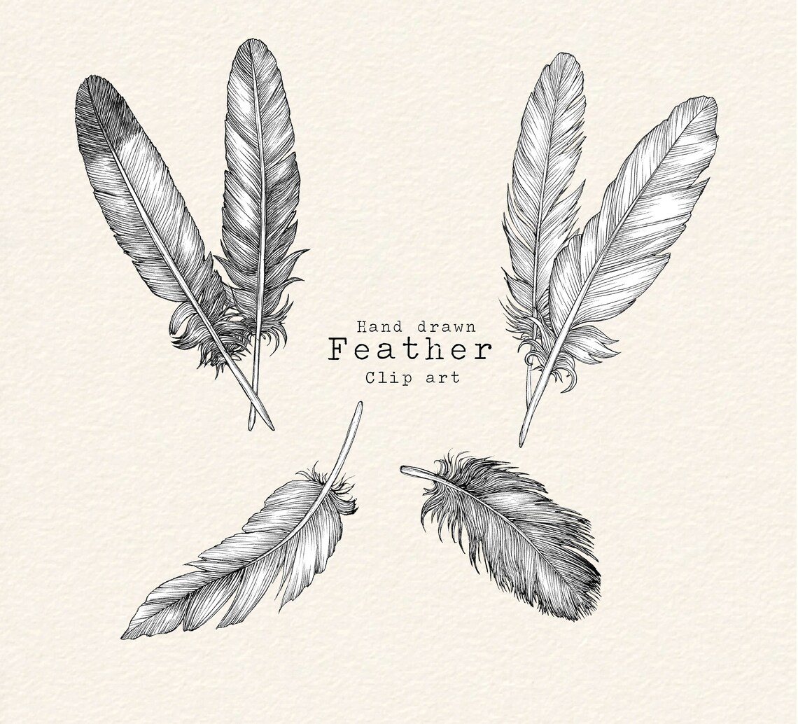 Feather Clip Art Detailed Feather Line Art PNG Hand Drawn | Etsy