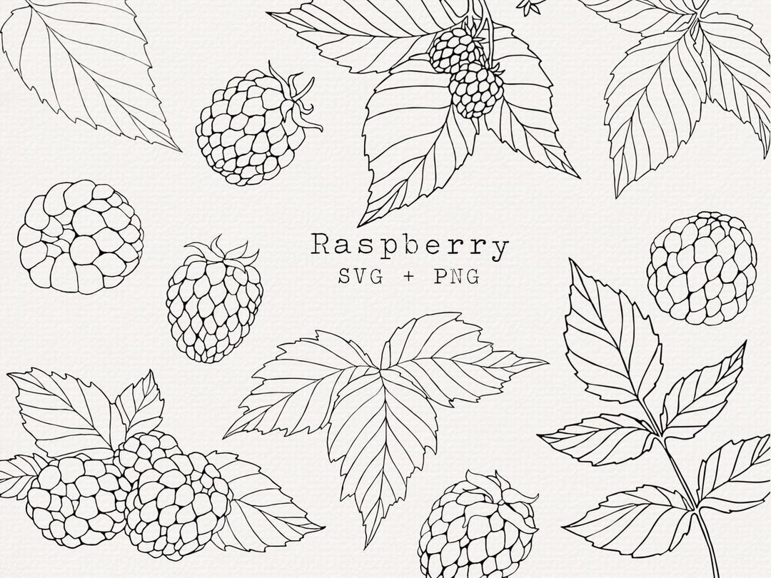 Raspberry SVG for Commercial Use, Hand Drawn Raspberry Vector ...