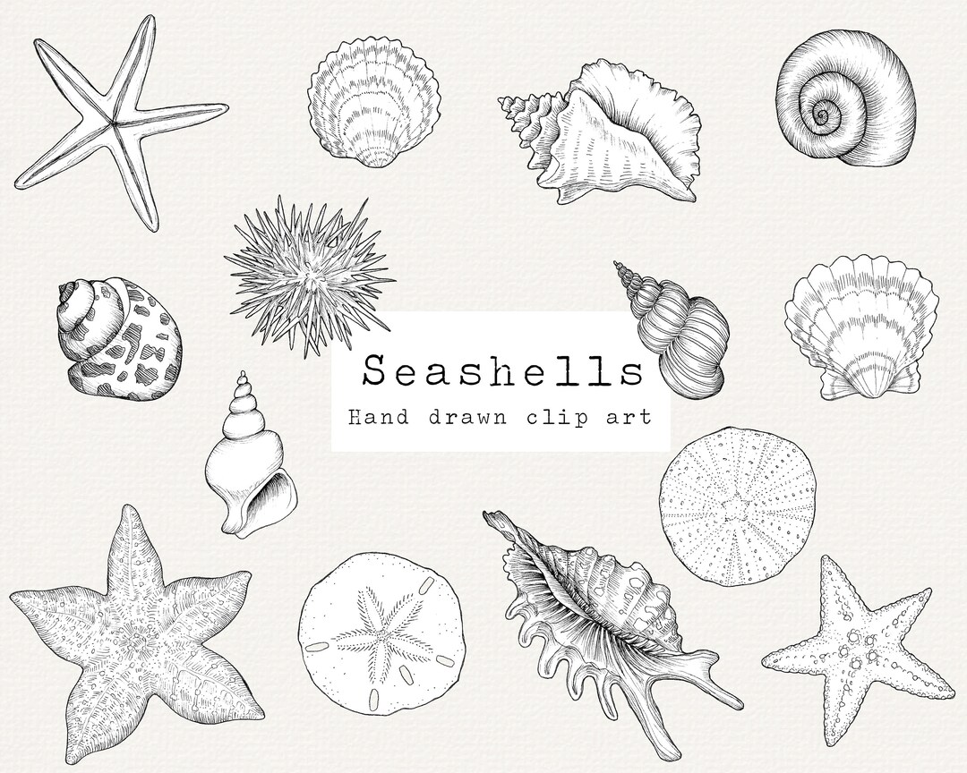 Seashells Clipart, Hand Drawn Nautical Clip Art, Ocean Clip Art ...