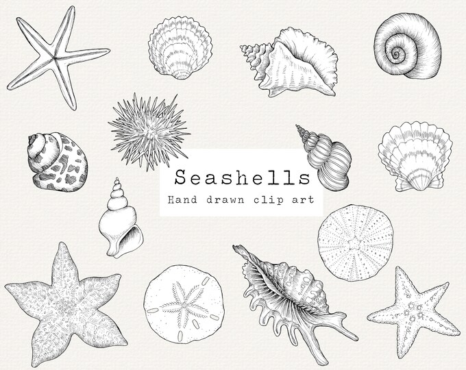 Seashells Clipart, Hand Drawn Nautical Clip Art, Ocean Clip Art ...