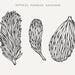 Spruce Tips Hand Drawn Illustration, Botanical PNG Elements, Pine Tree ...