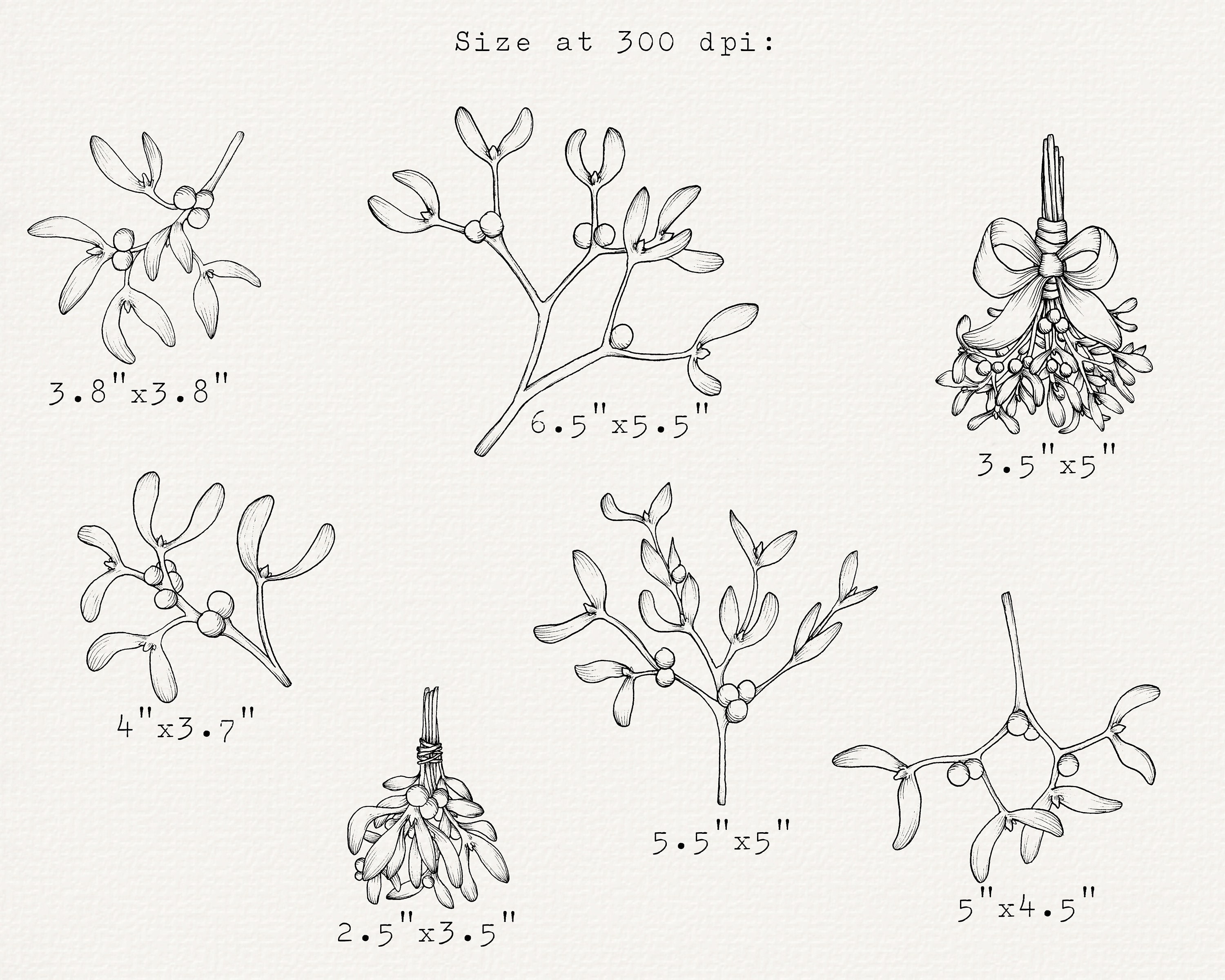 Hand Drawn Mistletoe PNG Bundle Winter Botanical Christmas | Etsy