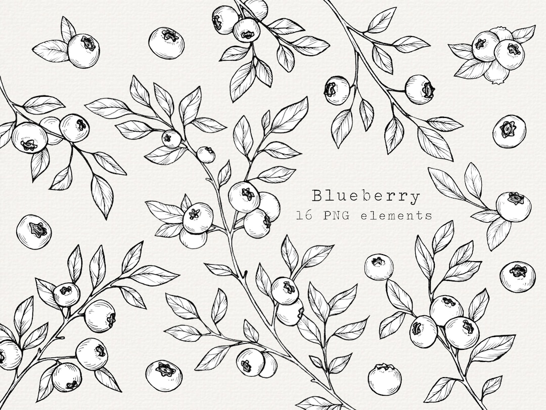 Blueberry Plant Line Art Clipart, Hand Drawn Berries (PNG) - Etsy