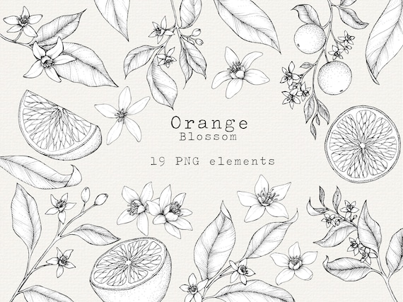 Fruta Naranja En Blanco Y Negro