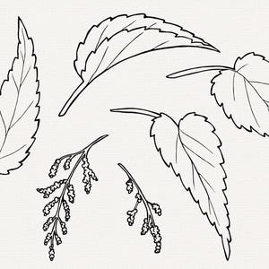 Stinging Nettle SVG, Hand Drawn Nettle Clip Art Illustration, Botanical ...