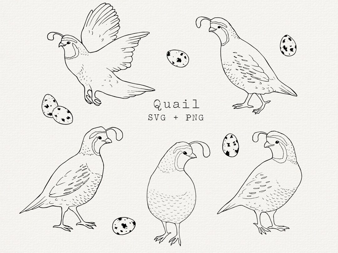Quail SVG, Quail Eggs Clip Art, Bird Line Art, Cricut Cut File, Simple ...