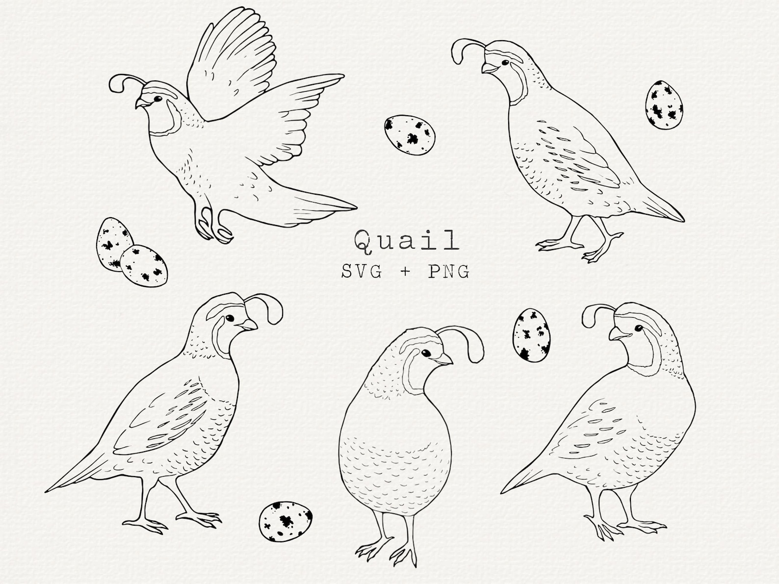Quail Bird SVG, PNG Clipart, Quail Eggs, Line Art Illustration ...