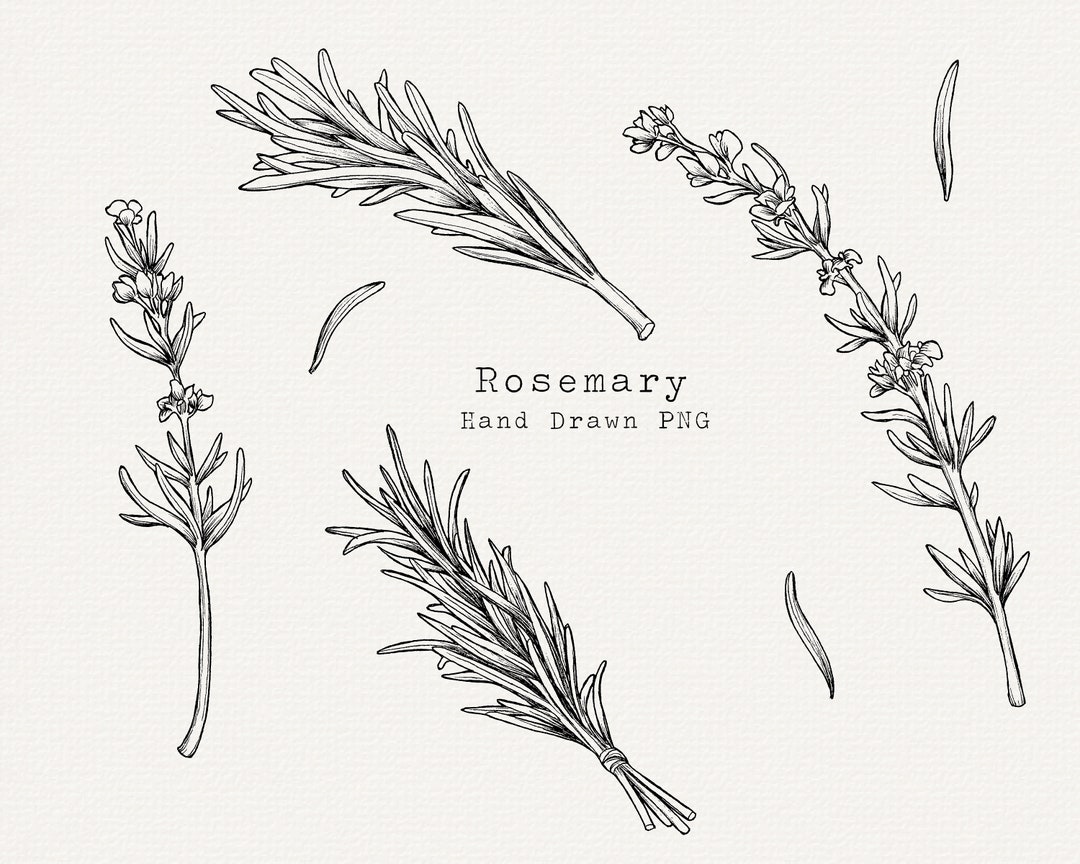 Rosemary Clipart, Rosemary PNG, Hand Drawn Rosemary Line Art for Logo ...