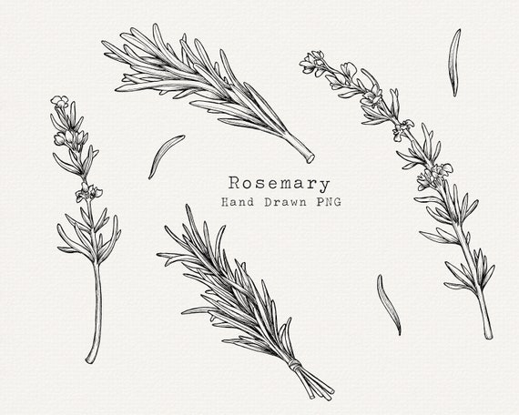 Rosemary Clipart Rosemary PNG Hand Drawn Rosemary Line Art - Etsy UK