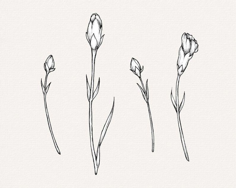 Hand Drawn Carnation Flower Line Art Clipart (PNG) - Etsy