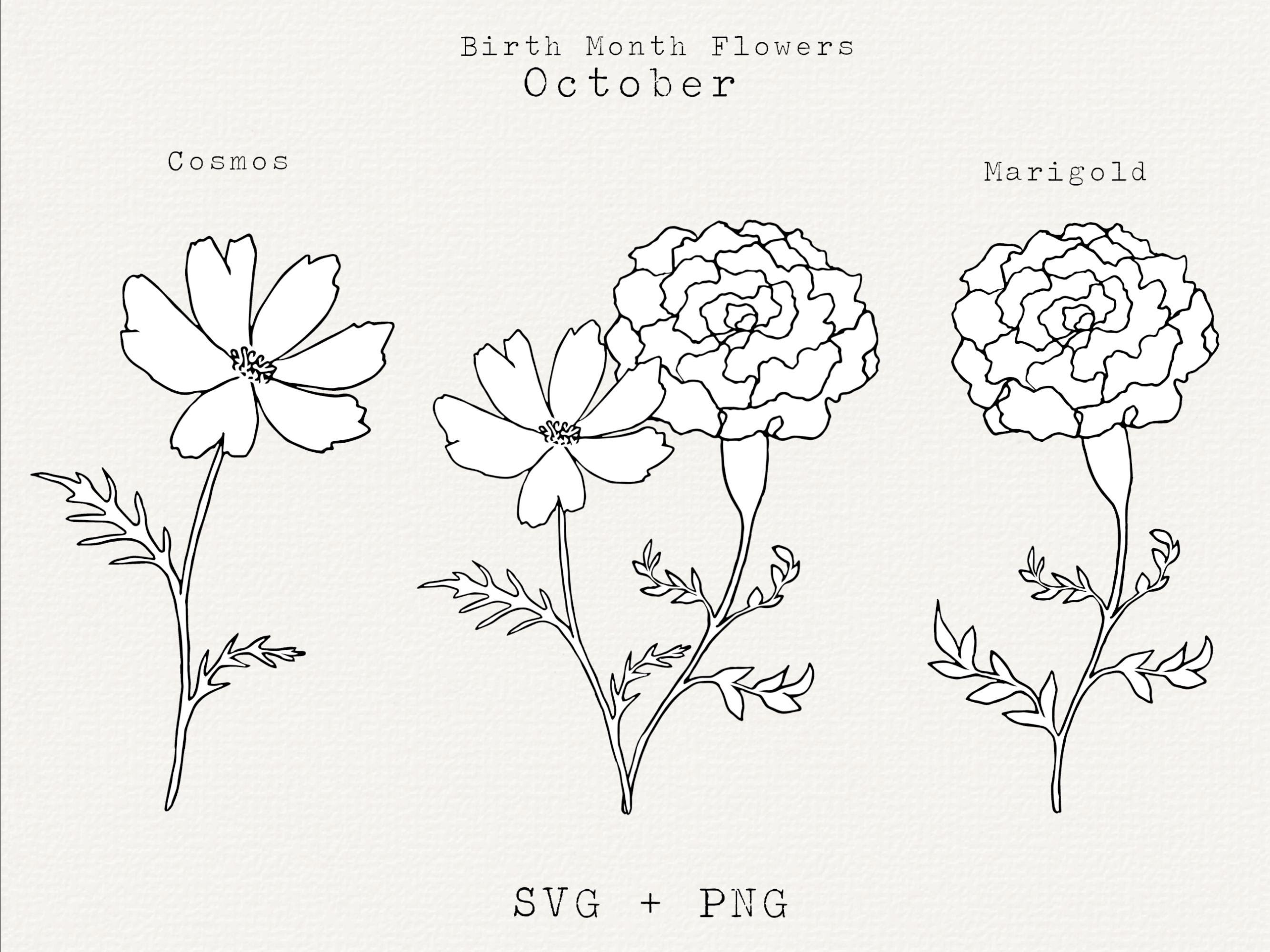 Marigold Flower SVG Cosmos Flower SVG October Birth Month Flowers October Birthday Flowers Hand Drawn Floral Line Art Clip Art Outline Etsy