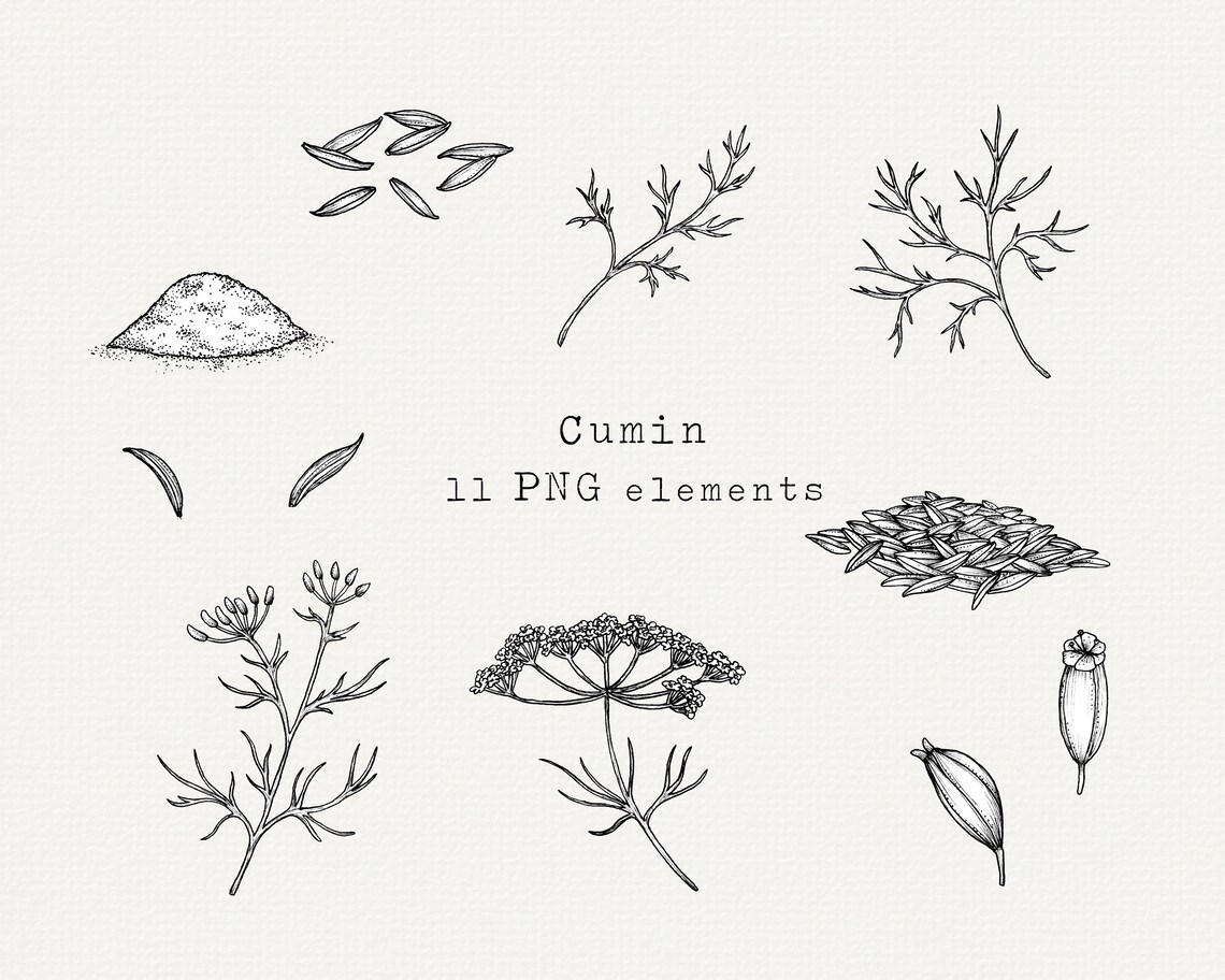 Cumin PNG Clip Art Hand Drawn Cumin Line Art for Commercial - Etsy