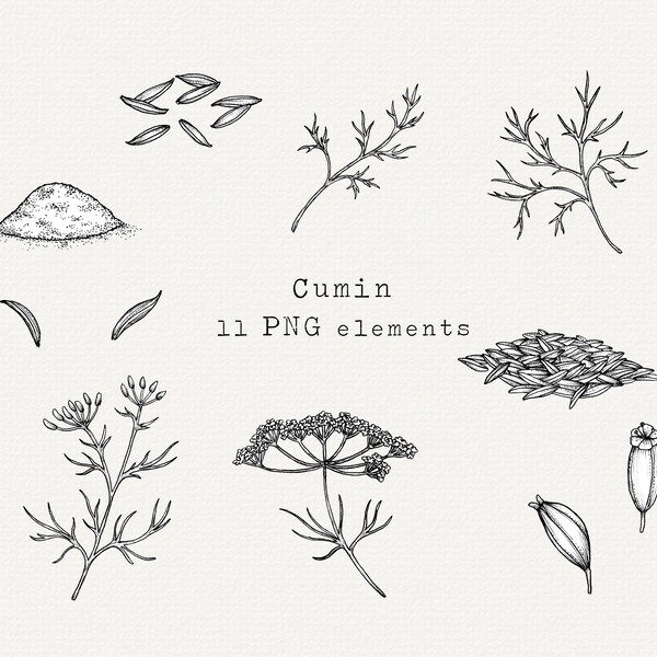 Cumin - Etsy