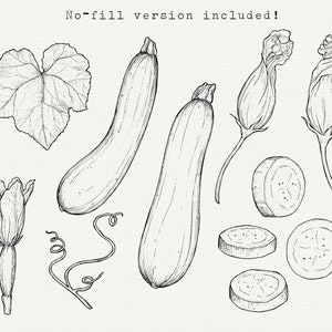 Zucchini PNG Clip Art, Hand Drawn Zucchini Blossom Illustration ...