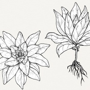 Mullein PNG Clip Art, Hand Drawn Mullein Illustration, Medicinal Plant ...