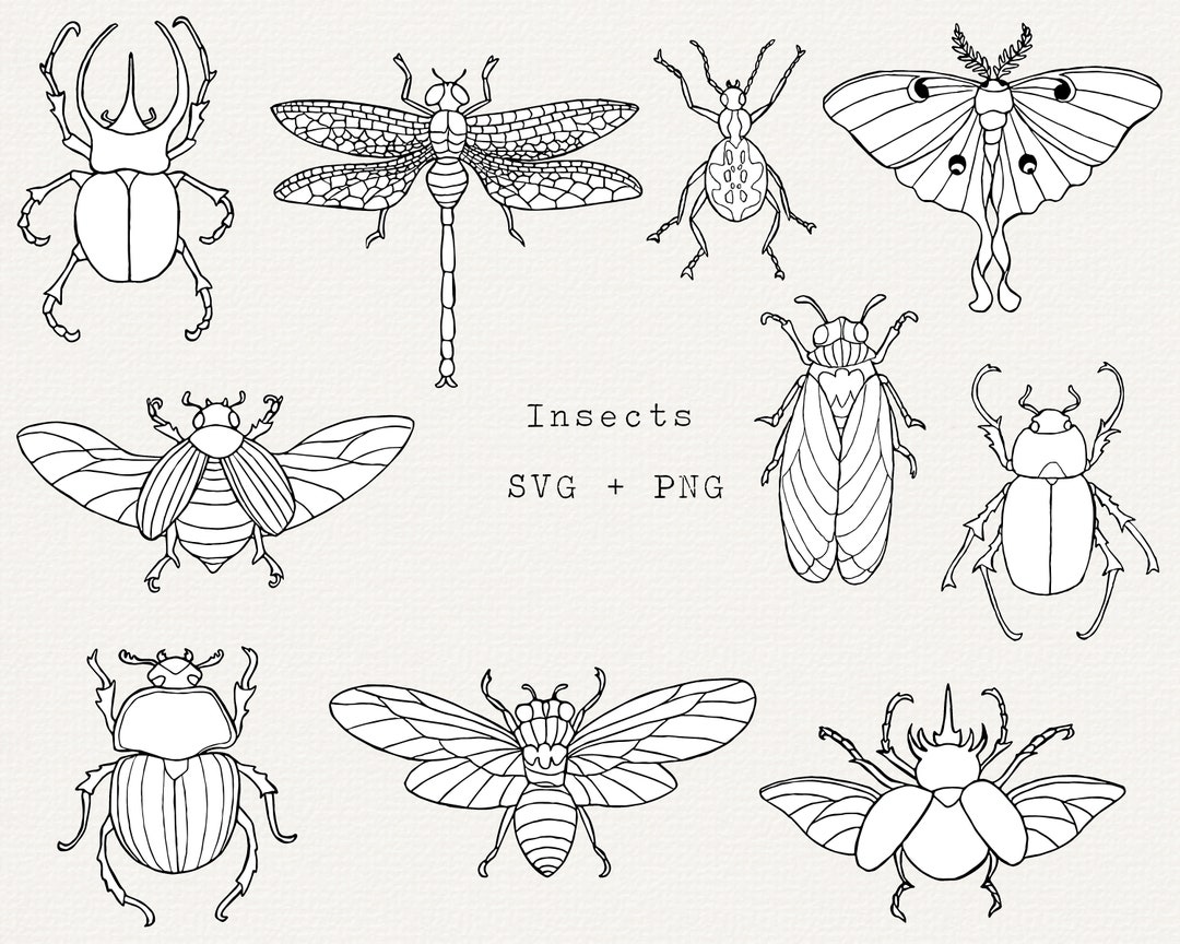 Insect SVG, Insects SVG Bundle, Insect Clipart, Scarab Beetle, Luna ...
