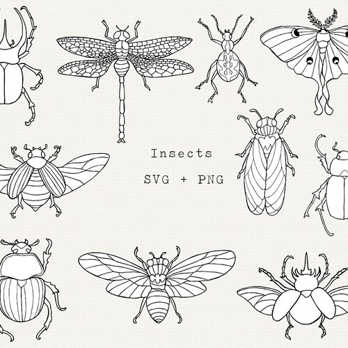 Insect SVG Insects SVG Bundle Insect Clipart Scarab Beetle - Etsy