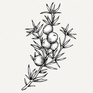 Juniper PNG Clip Art, Hand Drawn Juniper Sprig Illustration, Juniper ...