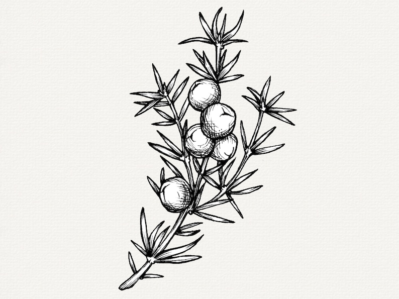 Juniper PNG Clip Art, Hand Drawn Juniper Sprig Illustration, Juniper ...