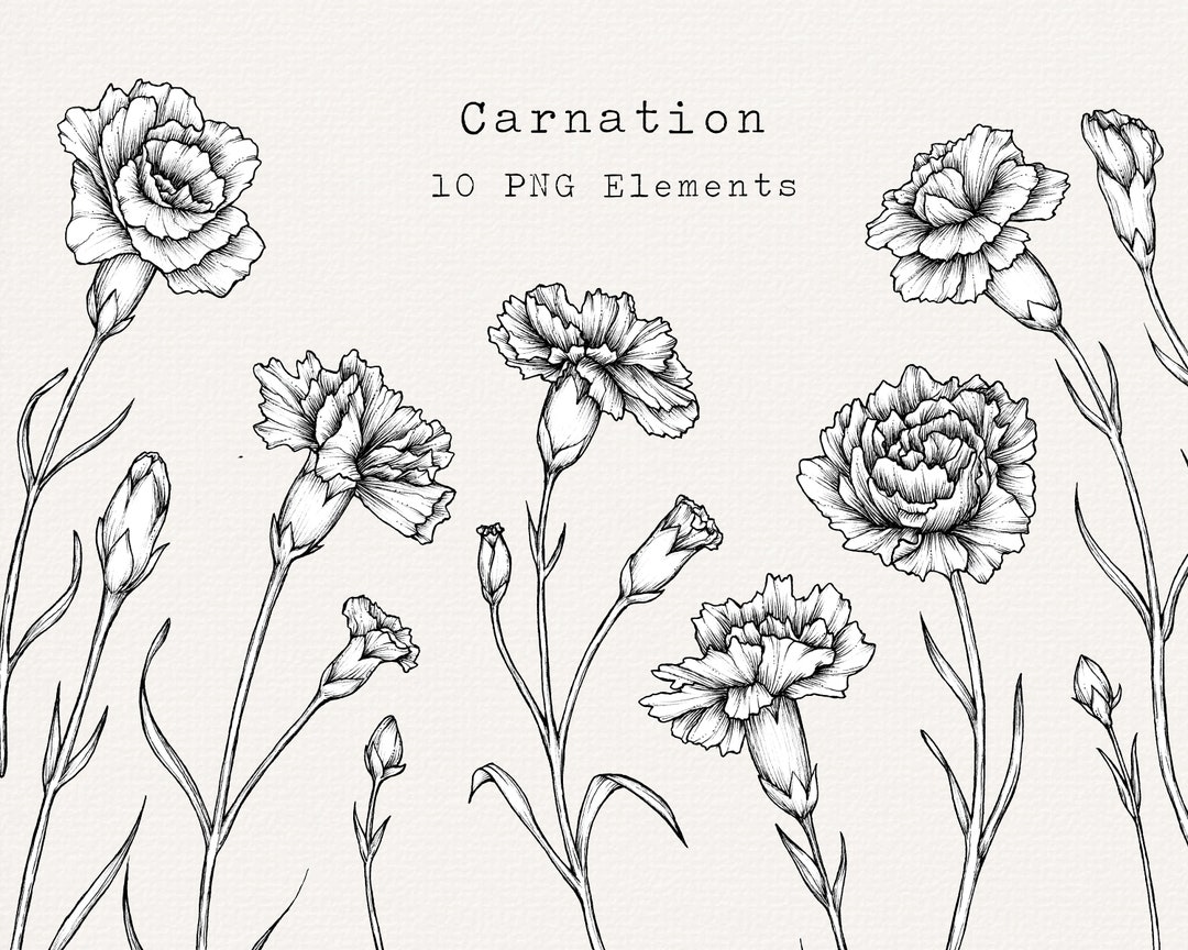 Carnation Flower PNG Clip Art, Hand Drawn Carnations, Detailed Flower ...