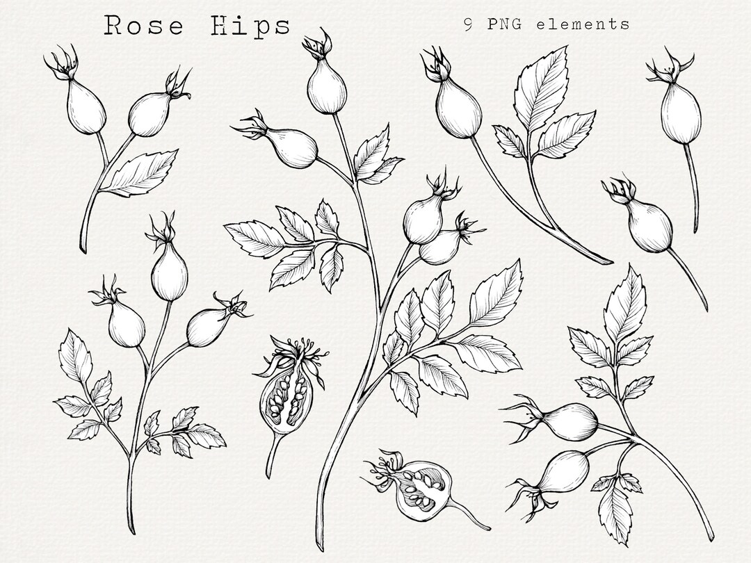 Rose Hip PNG Clip Art, Hand Drawn Rose Hips, Rosehips Illustration for ...