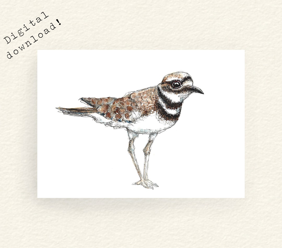 Killdeer, Digital Download Watercolor Bird, Canadian Bird Art ...