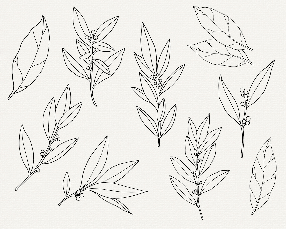 Bay Leaf SVG Clip Art Commercial Use Bay Plant Vector | Etsy