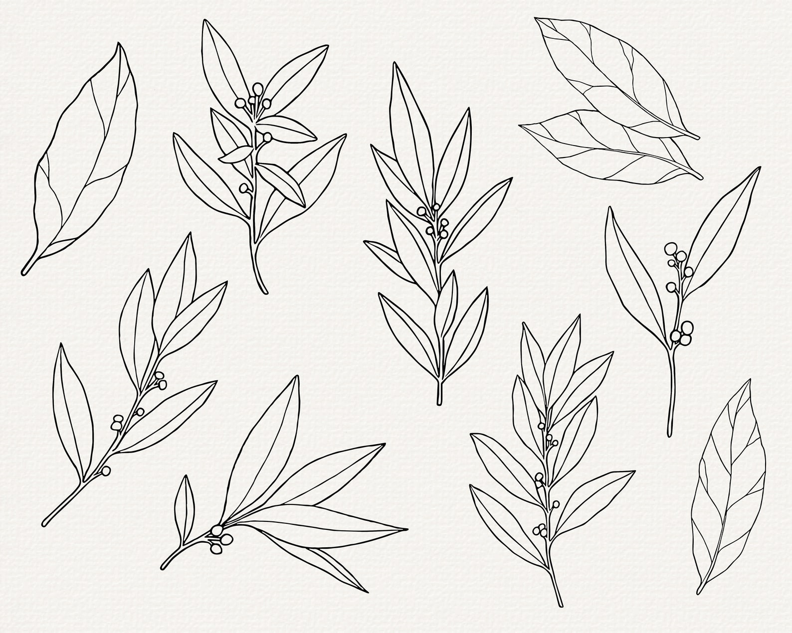 Bay Leaf SVG Clip Art, Commercial Use, Bay Plant Vector Illustration ...