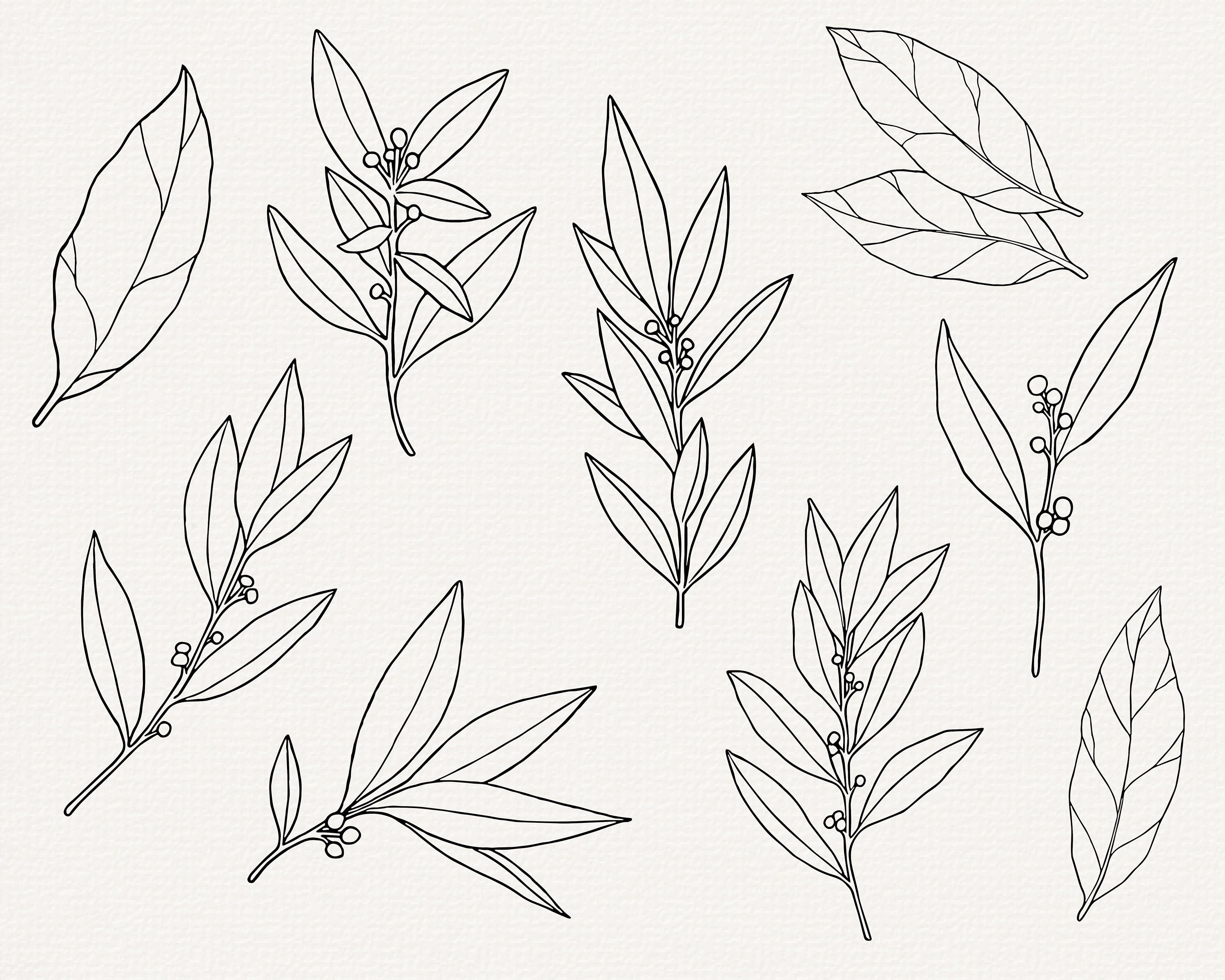 Bay Leaf SVG Clip Art Commercial Use Bay Plant Vector | Etsy