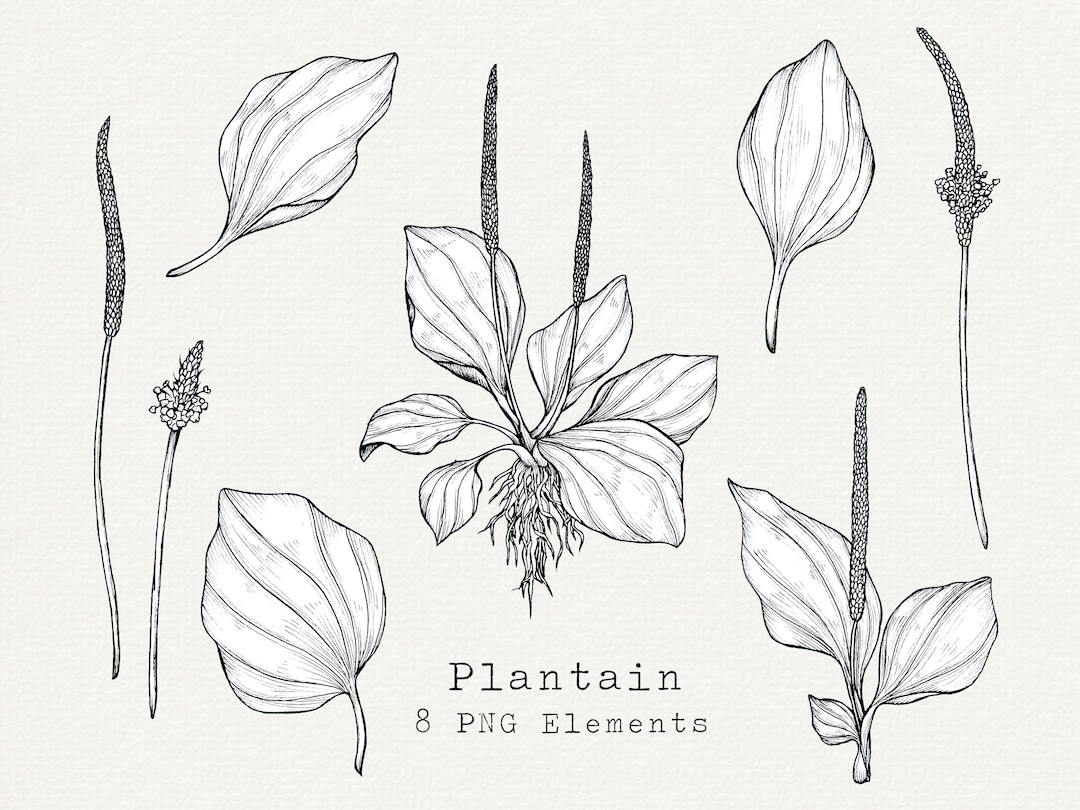 Plantain PNG Clip Art, Hand Drawn Plantain Leaf Illustration, Wild ...
