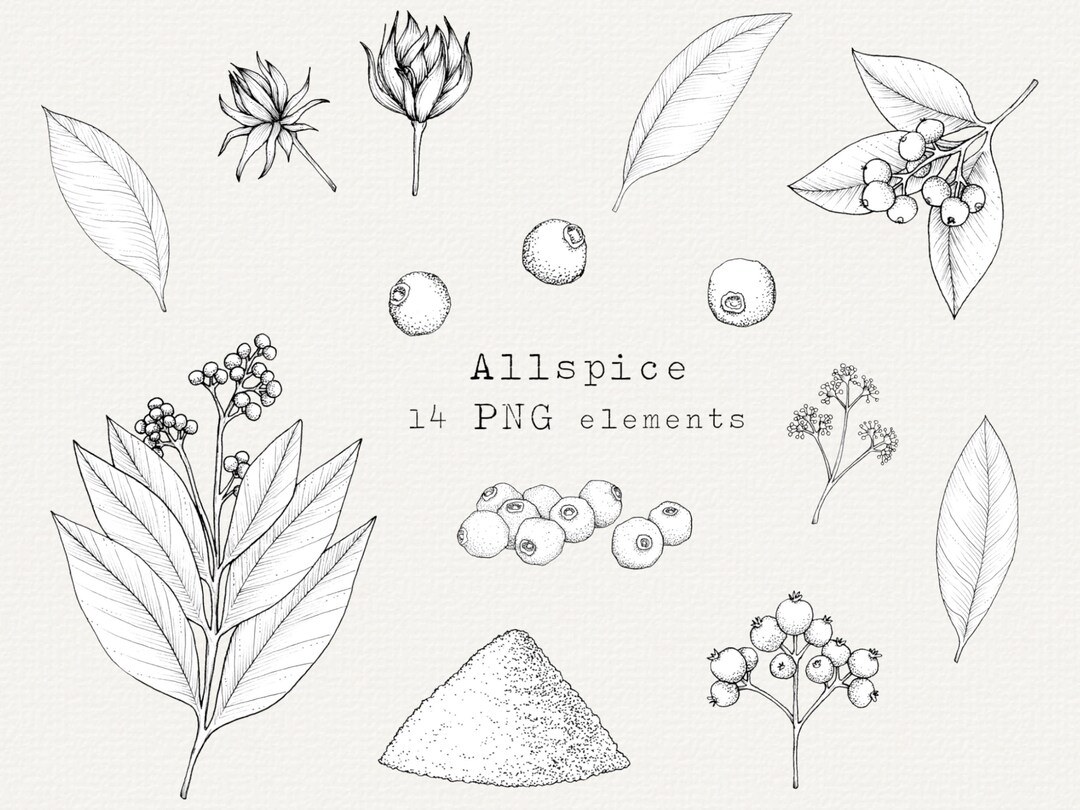 Allspice PNG Clip Art Bundle, Hand Drawn Graphics for Spice Labels ...
