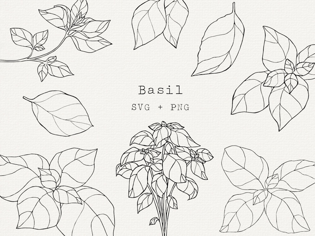 Basil SVG Clip Art, Commercial Use, Basil Plant Vector Illustration ...