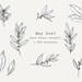 Bay Leaf PNG Clip Art, Hand Drawn Illustration, Herb Line Art, Bay ...