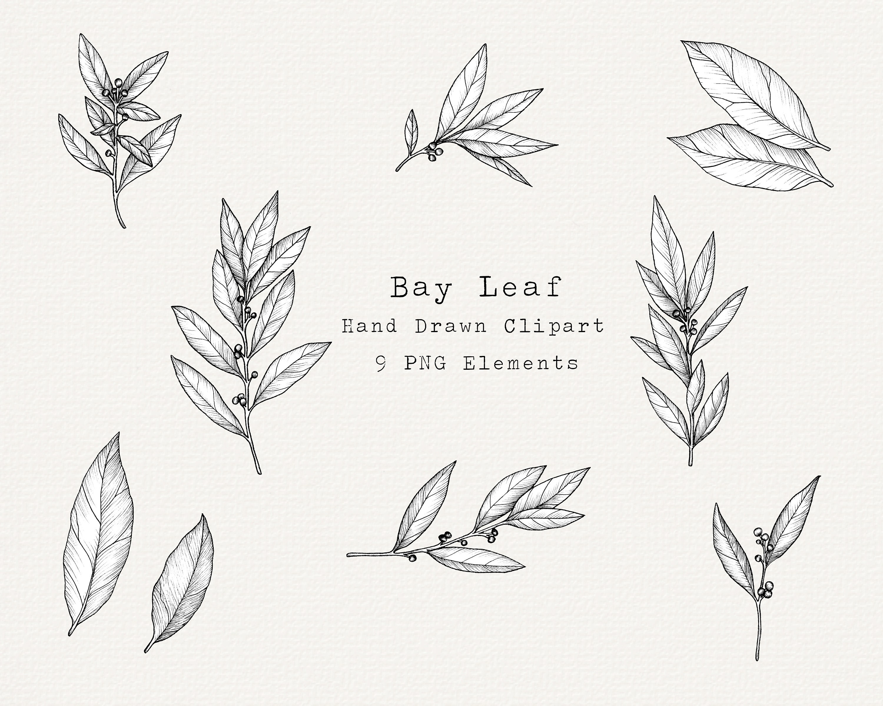 Bay Leaf PNG Clip Art Hand Drawn Illustration Herb Line Art - Etsy