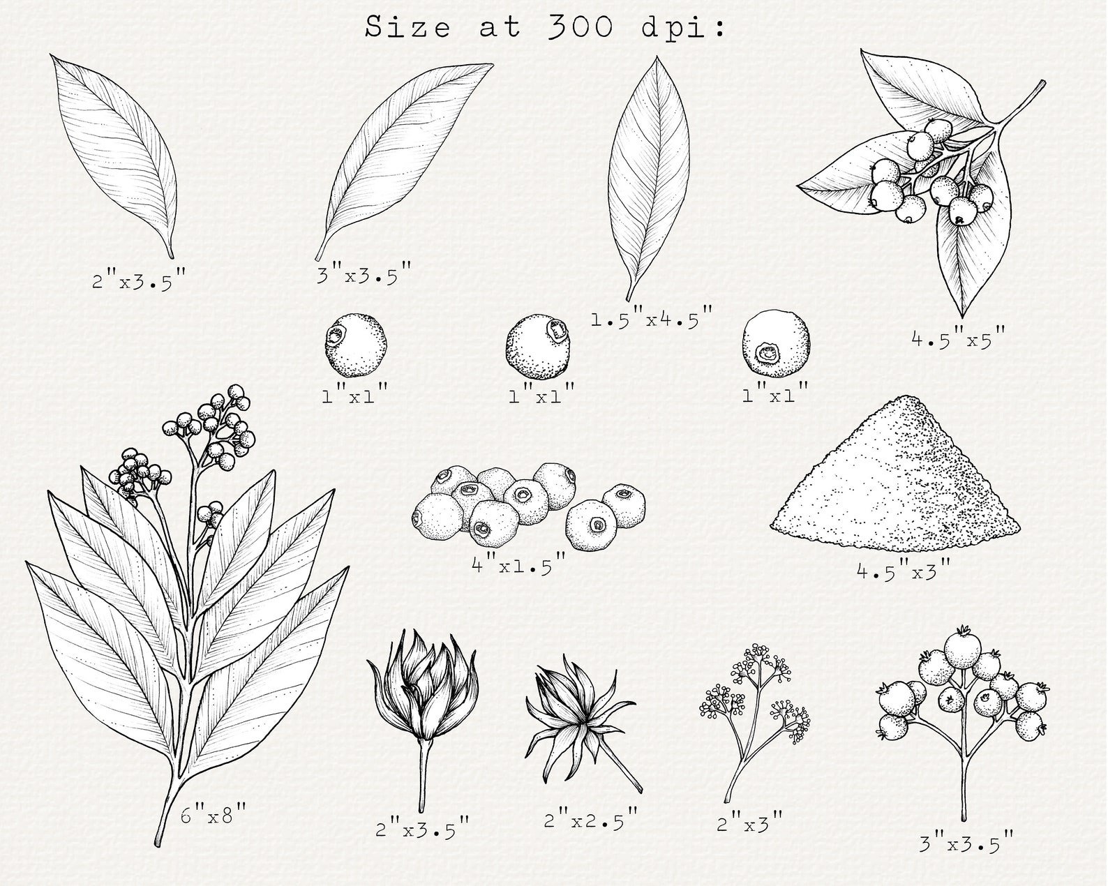 Allspice PNG Clip Art Bundle, Hand Drawn Graphics for Spice Labels ...
