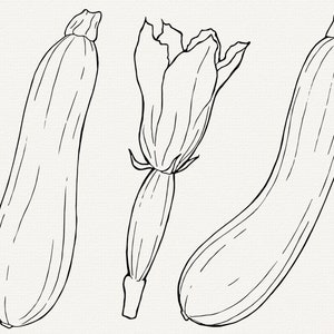 Zucchini SVG Bundle, Illustration for Commercial Use, Cut File for ...
