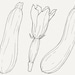 Zucchini SVG Bundle, Illustration for Commercial Use, Cut File for ...