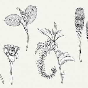 Costa Rica Plants PNG Clip Art, Hand Drawn Tropical Flower ...