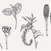 Costa Rica Plants PNG Clip Art, Hand Drawn Tropical Flower ...