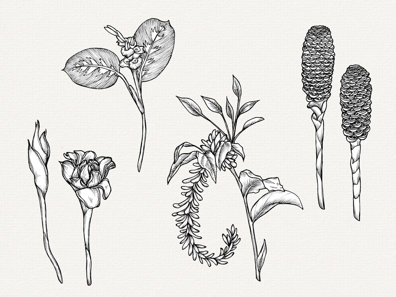 Costa Rica Plants PNG Clip Art, Hand Drawn Tropical Flower ...
